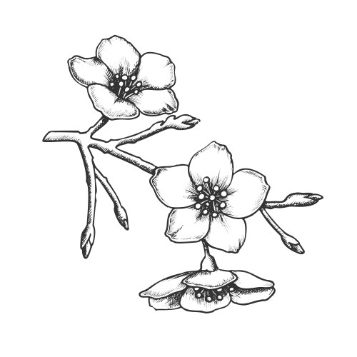 Sakura Tattoo Vector Images (over 1,100)