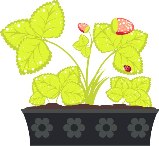 Fresh strawberry on the branch Royalty Free Vector Image