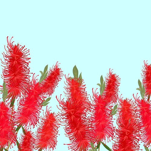 Australian Plants Vector Images (over 1,300)
