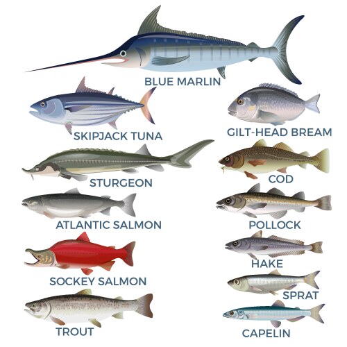 Marine fish identification slate with names Vector Image