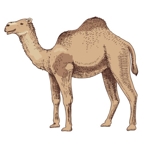 Camel two humped desert animal side view Vector Image