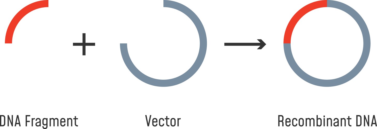 Genetic mutation normal gene and mutated dna Vector Image