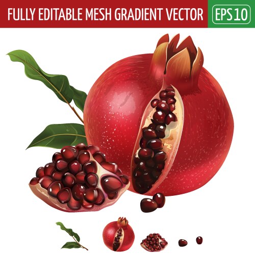 Pomegranate Vector Images (over 20,000)