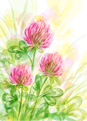 Clover Flower Drawing Vector Images (over 2,300)