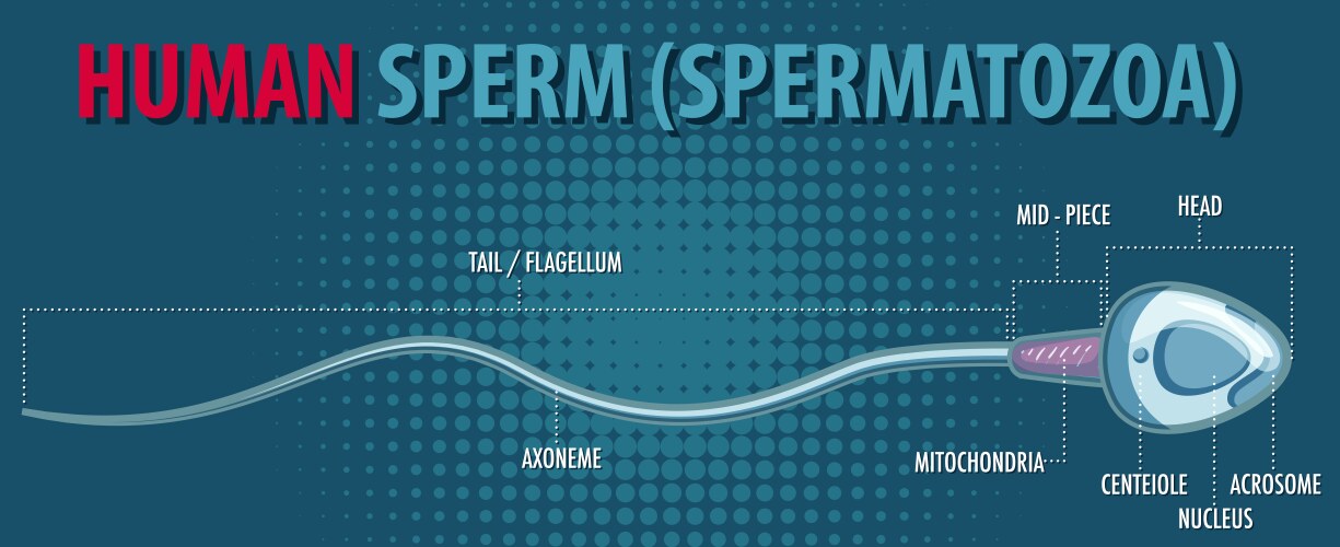 Sperm Drawing Vector Images (over 1,200)