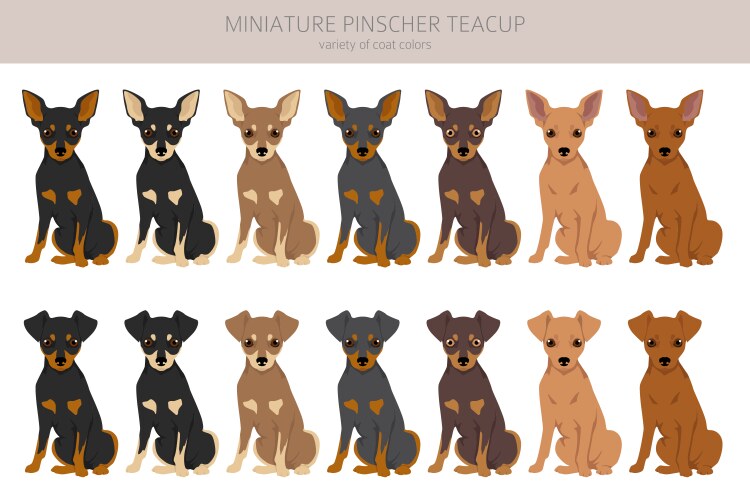 Miniature pinscher puppies clipart different Vector Image