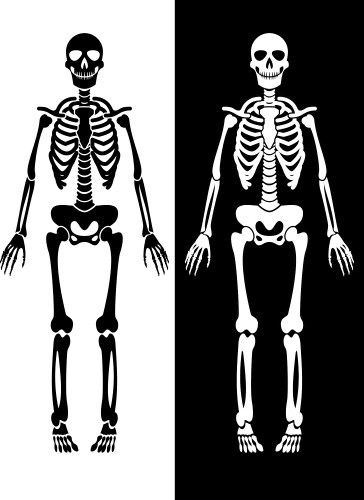 Skeleton Vector Images (over 160,000)