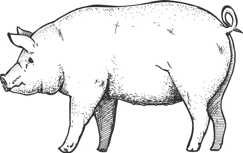 Pig Outline Vector Images (over 13,000)