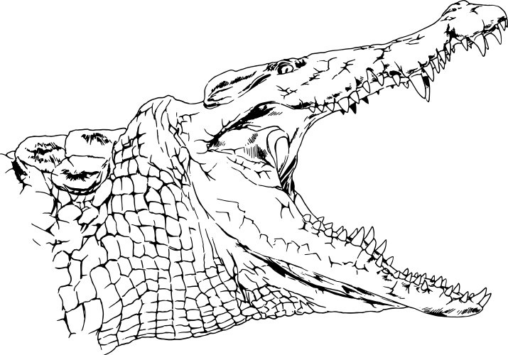 Crocodile outline Royalty Free Vector Image - VectorStock