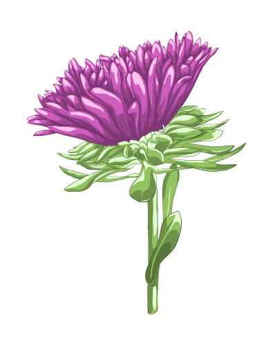 Aster Vector Images (over 5,600)