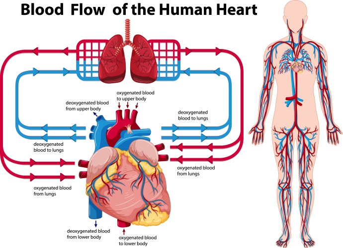 Human Heart Blood Flow Diagram – Royalty-Free Vector | VectorStock