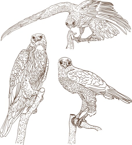 Falcon Outline Vector Images (over 5,100)