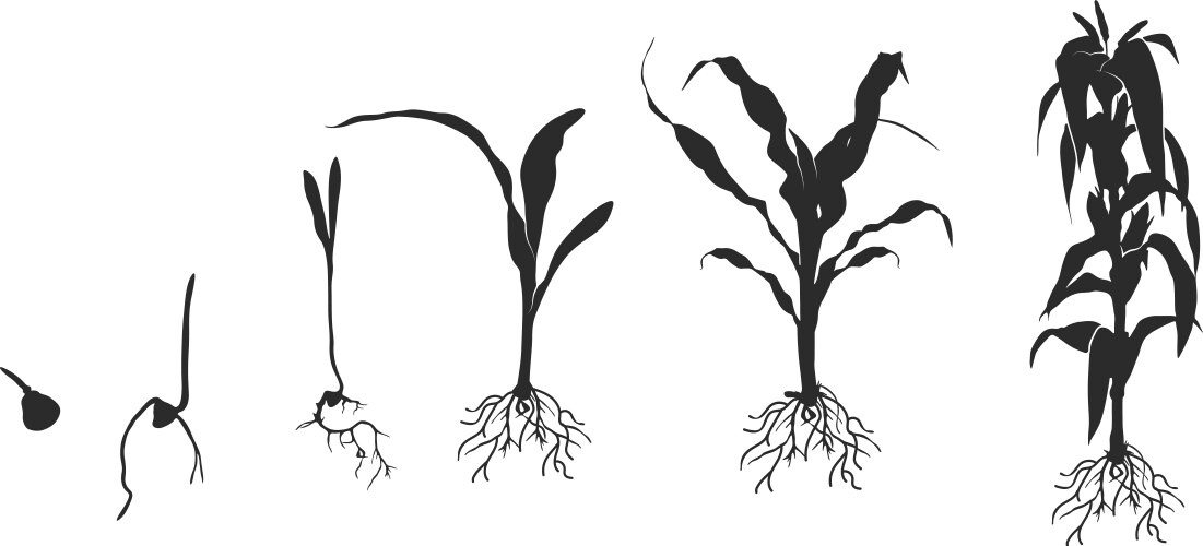 Growth stages of maize plant corn phases Vector Image
