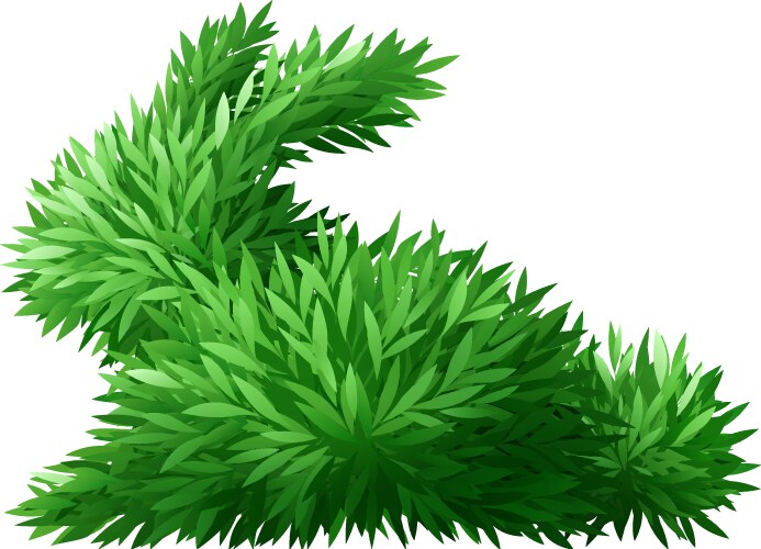 Realistic bush Royalty Free Vector Image - VectorStock