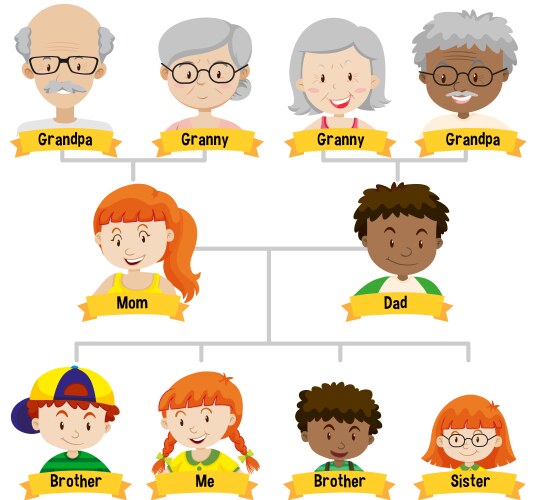 Diagram showing three generation family tree Vector Image