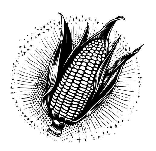 Corn Line Drawing Vector Images (over 2,900)