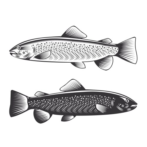 Trout Outline Vector Images (over 2,700)