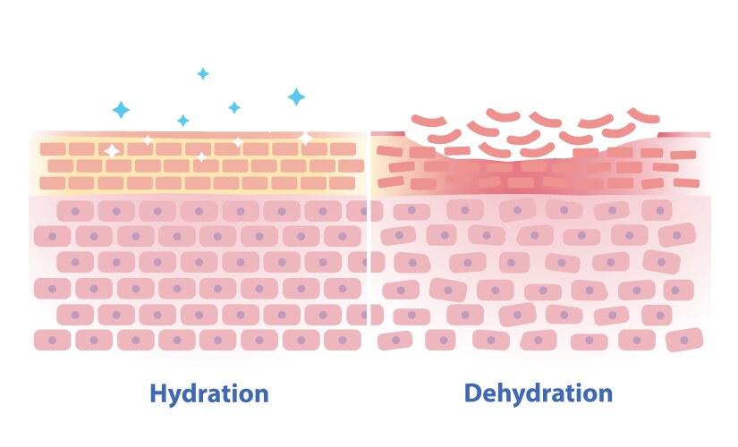 Mechanism of hydration and dehydration skin Vector Image