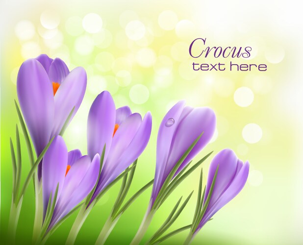 Spring card with crocus border Royalty Free Vector Image