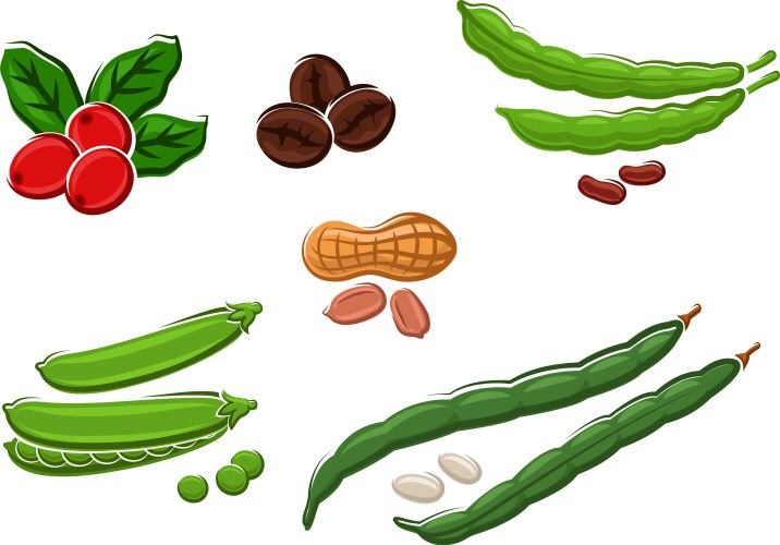 Legumes Vector Images (over 8,800)
