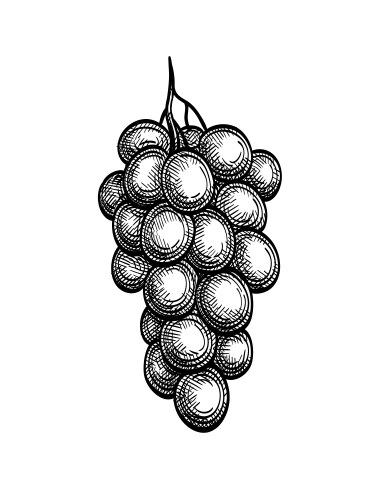 Wine Grapes Sketch Vector Images (over 5,400)