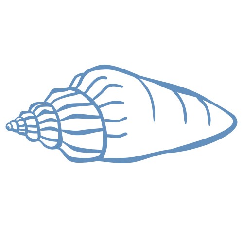 Sea Shell Line Art Vector Vector Images (over 8,600)