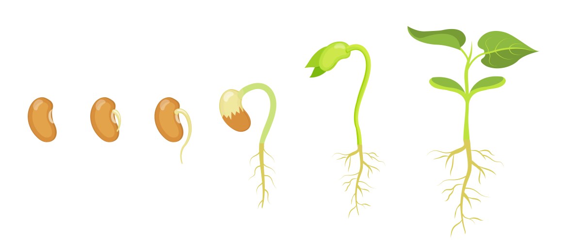Germination Vector Images (over 4,700)