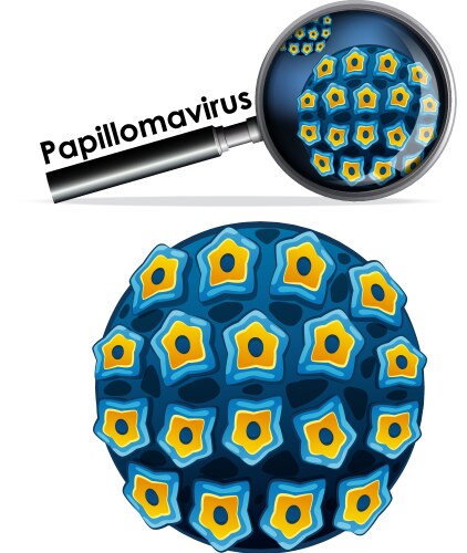 Human papillomavirus hpv structure Royalty Free Vector Image