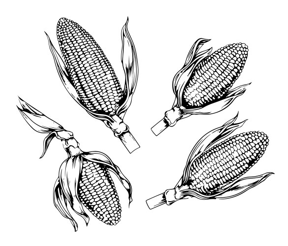 Corn Line Drawing Vector Images (over 2,900)