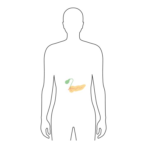 Human body icon of vitruvian man Royalty Free Vector Image