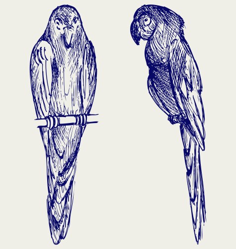 Parrot Vector Images (over 35,000)