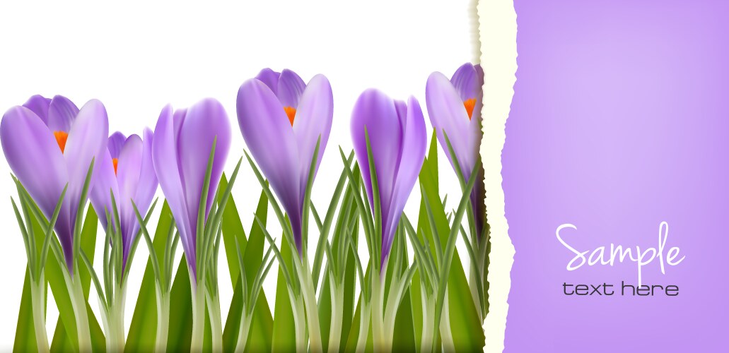 Spring card with crocuses Royalty Free Vector Image