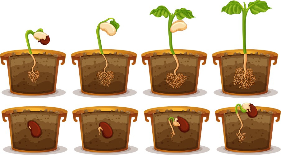 Germination Vector Images (over 4,700)