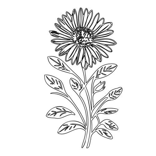 Aster flower plant sketch outline Royalty Free Vector Image