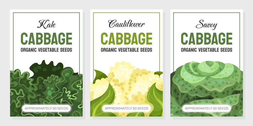Cabbage vegetable banner design with crop Vector Image