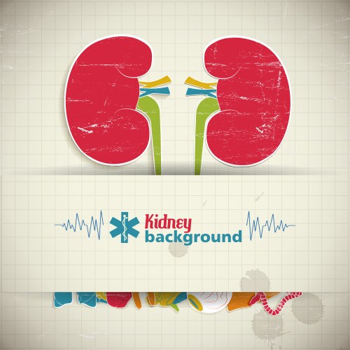 Kidney poster Vector Images & Graphics for Commercial Use | VectorStock