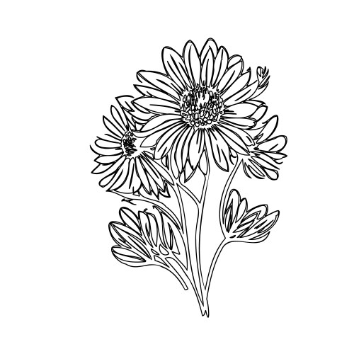 Aster flower plant sketch outline Royalty Free Vector Image