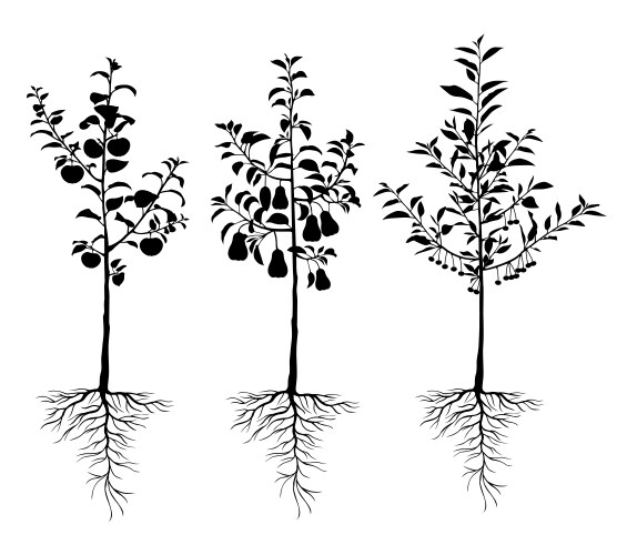 Fruit Tree Roots Vector Images (over 1,400)