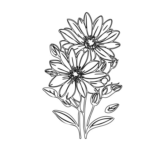 Aster flower plant sketch outline Royalty Free Vector Image
