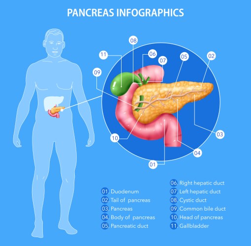 Pancreas Royalty Free Vector Image - VectorStock