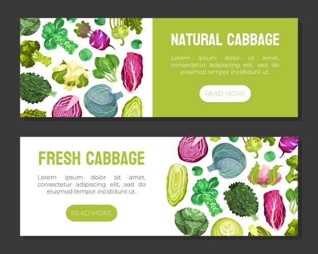 Cabbage vegetable banner design with crop Vector Image