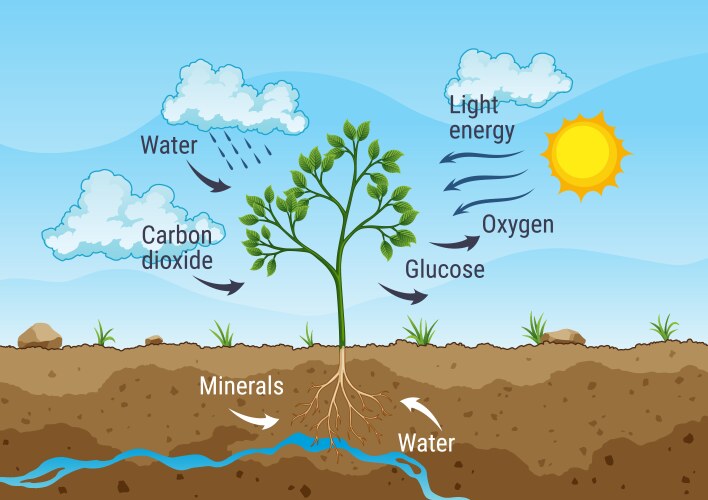 Photosynthesis process tree produce oxygen using Vector Image