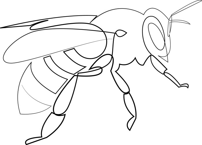 Bee Line Drawing Vector Images (over 6,100)