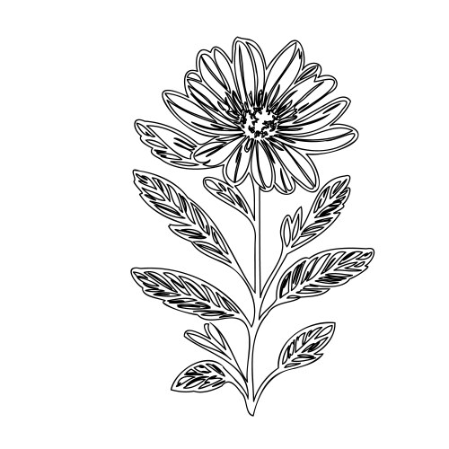 Aster Flower Outline Vector Images (over 1,400)