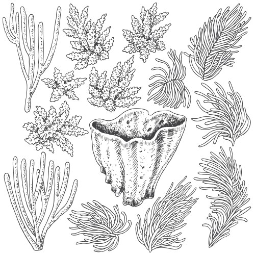 Hand drawn collection of corals reef plants Vector Image