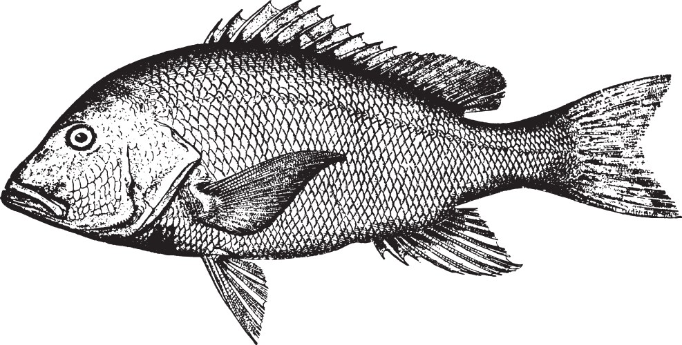 Red Snapper Vector Images (over 120)