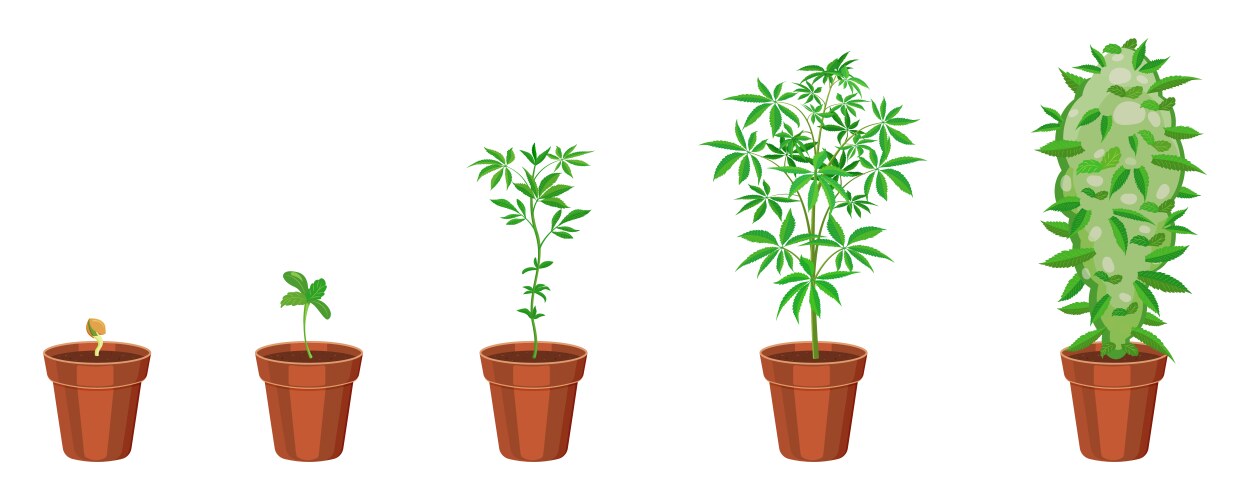 Animated Cannabis Vector Images (over 650)