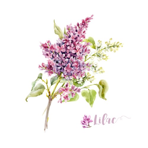 Lilac Vector Images (over 31,000)