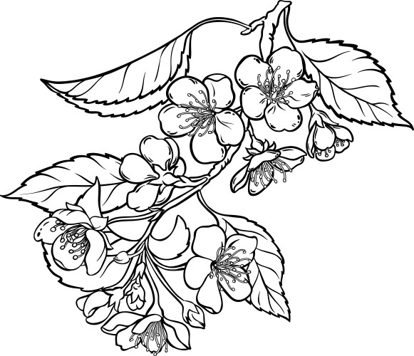 Cherry Blossom Outline Vector Images (over 2,600)