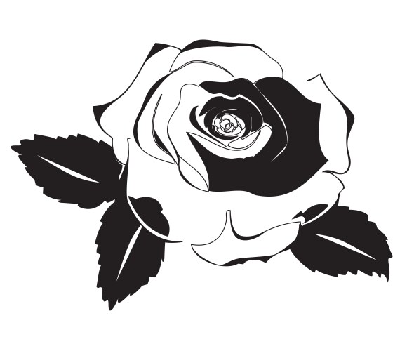Black White Rose Vector Images (over 91,000)